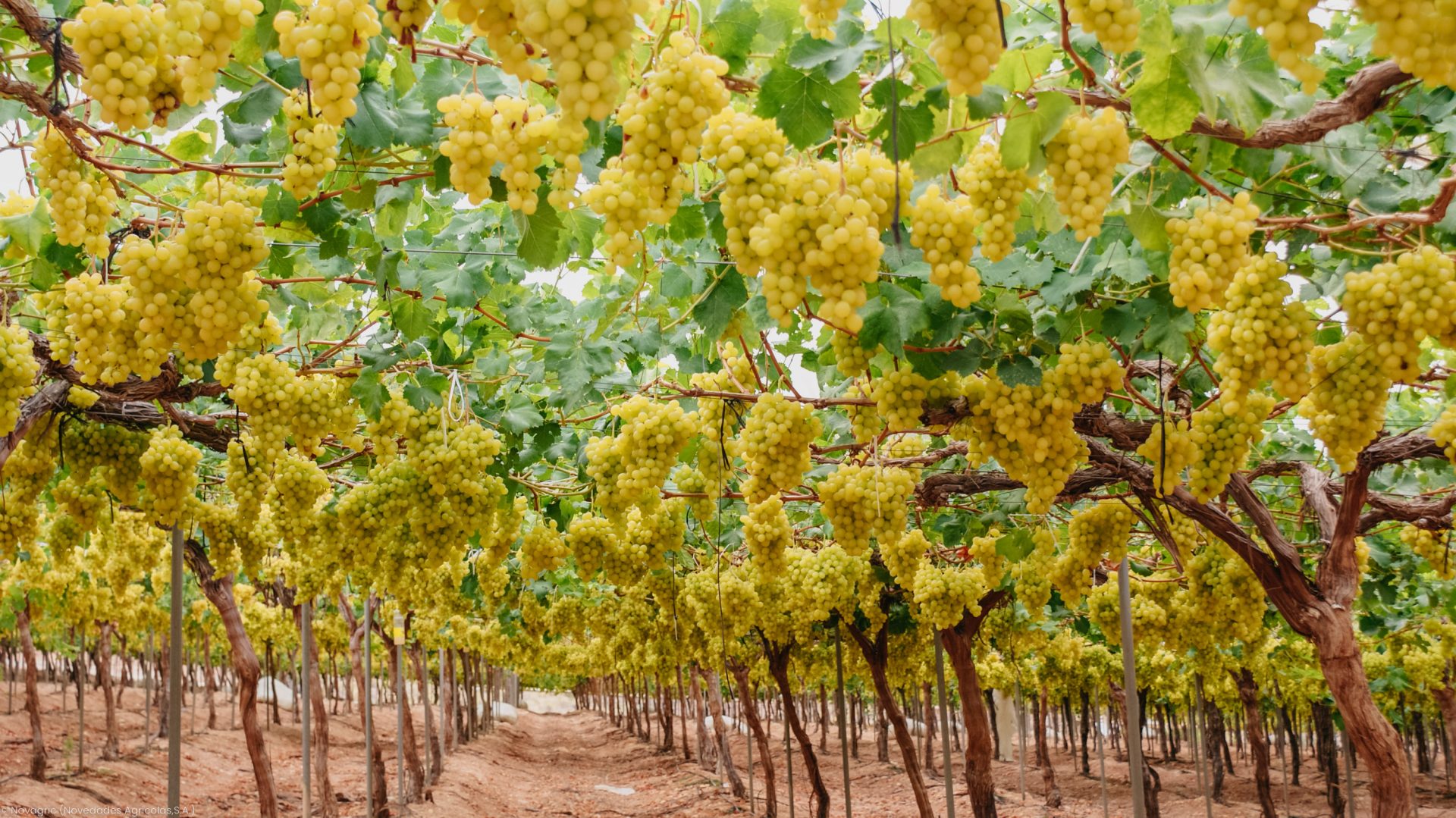 Irrigation system and reservoir for grape growing | Novagric