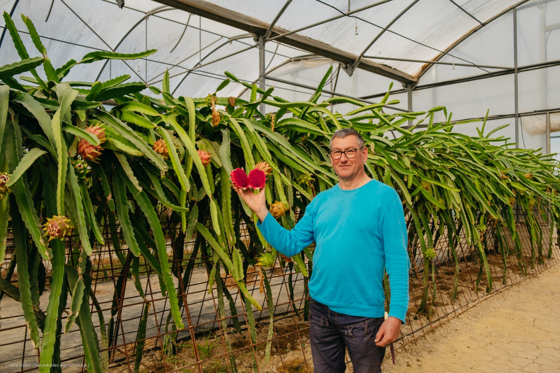 Greenhouses for organic Pitaya | Novagric