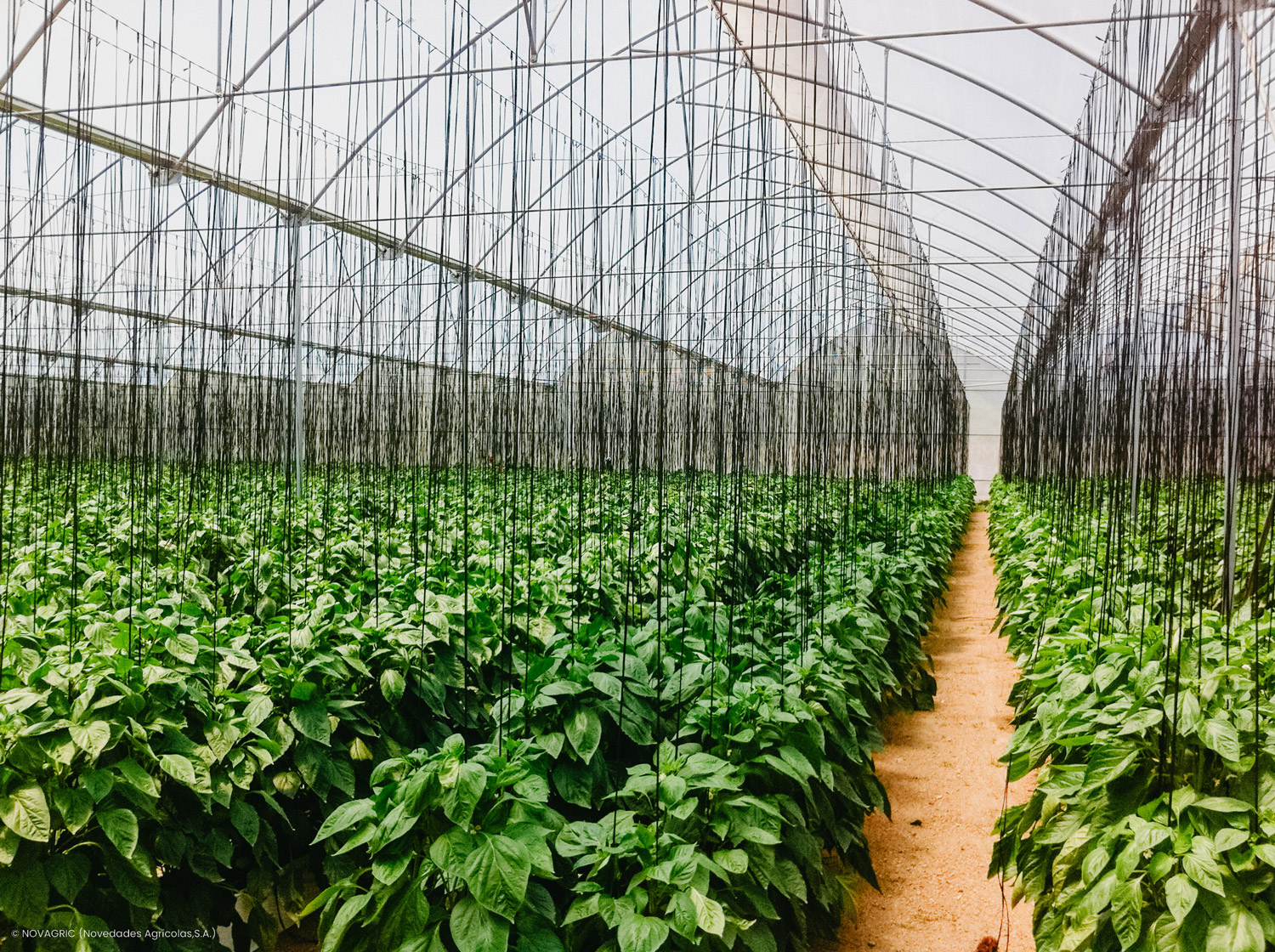 Dominican Agriculture Projects