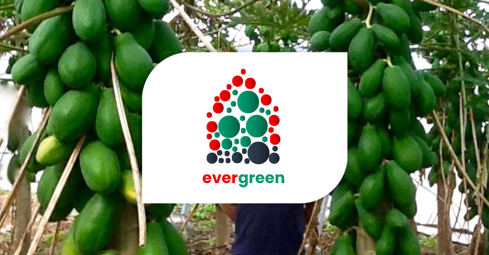 EVERGREEN. Nouveau système de production en serre | Novagric