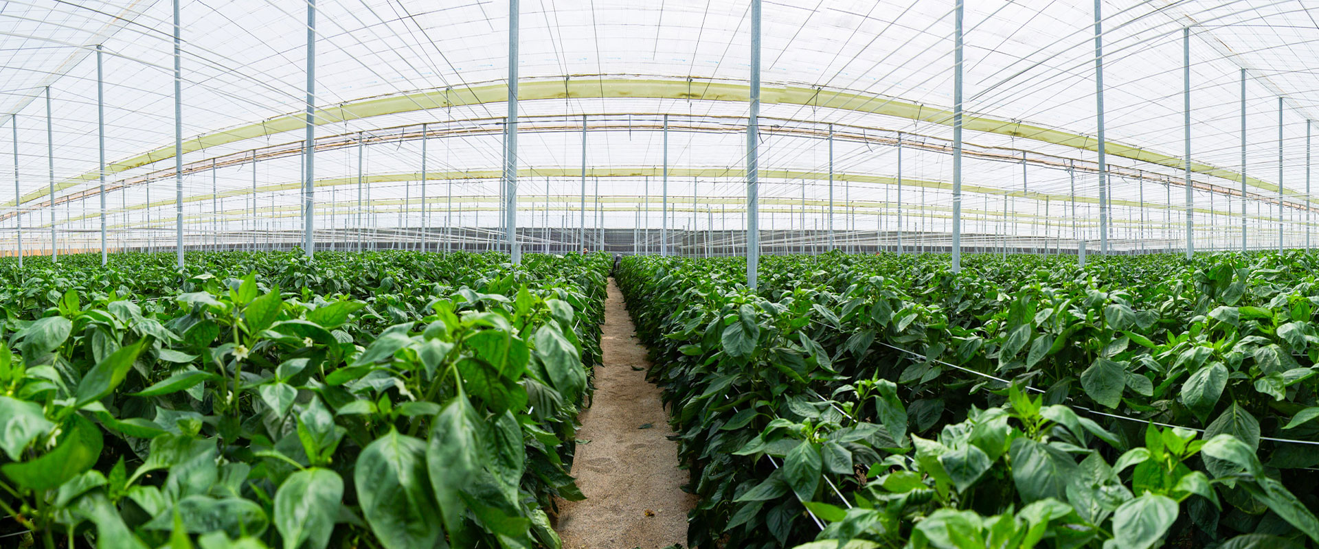 Control de la concentración de CO2 en los Cultivos de Invernadero ...