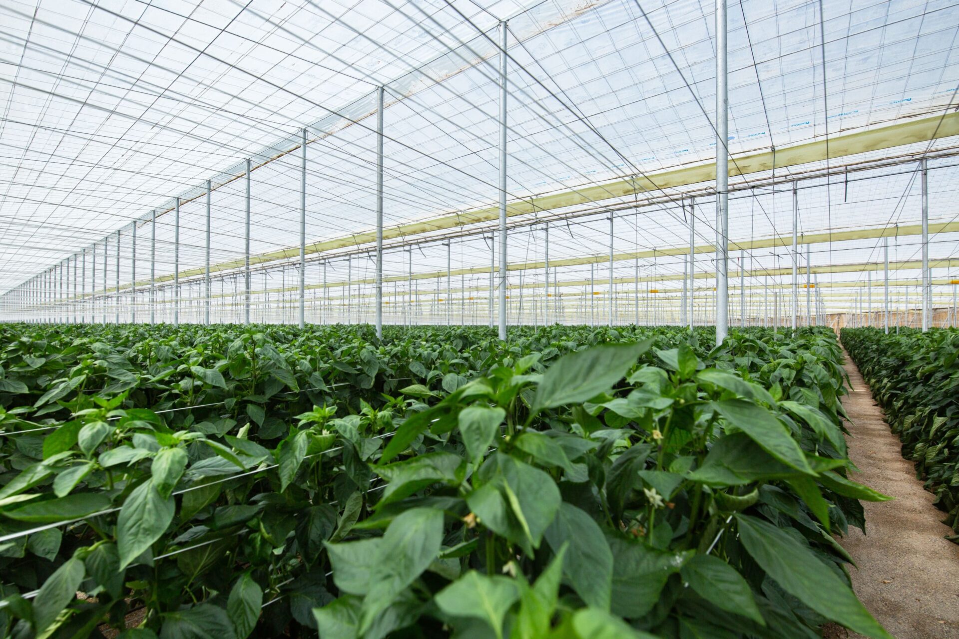 Types de serres | Novagric